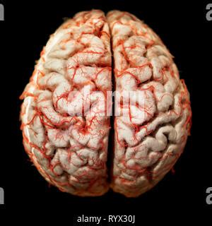 El órgano central del sistema nervioso humano anatomía del cerebro