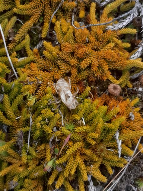 Maoricicada Mangu White 1879