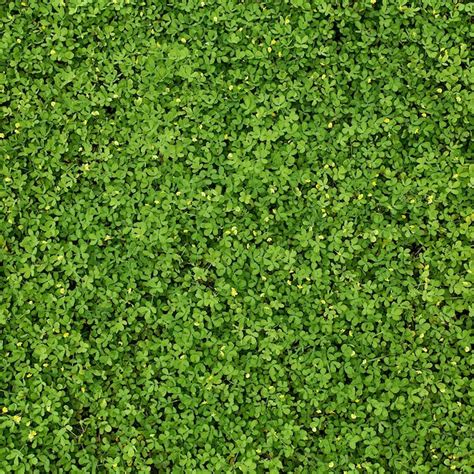 Premium Photo Full Frame Shot Of Fresh Green Grass