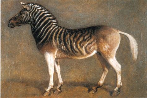 Can The Quagga Be Resurrected Part I The Origin Story