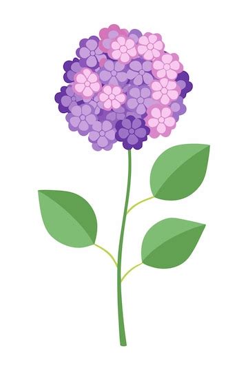 Premium Vector Hydrangea Plant Minimal Design Vector Illustration
