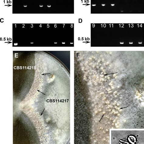 Genotyping Of Mat Idiomorphs And Mating Assay The Mating Type Was