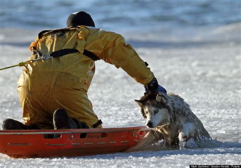 15 Amazing Humans Who Heroically Saved Animals Horizontimes