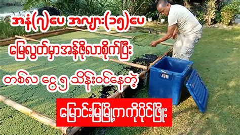 တစ်လ ငါးသိန်းရနေတဲ့ မြောင်းမြက ကိုပိုင်ဖြိုးရဲ့ အန်ဇိုလာပင်စိုက်နည်း