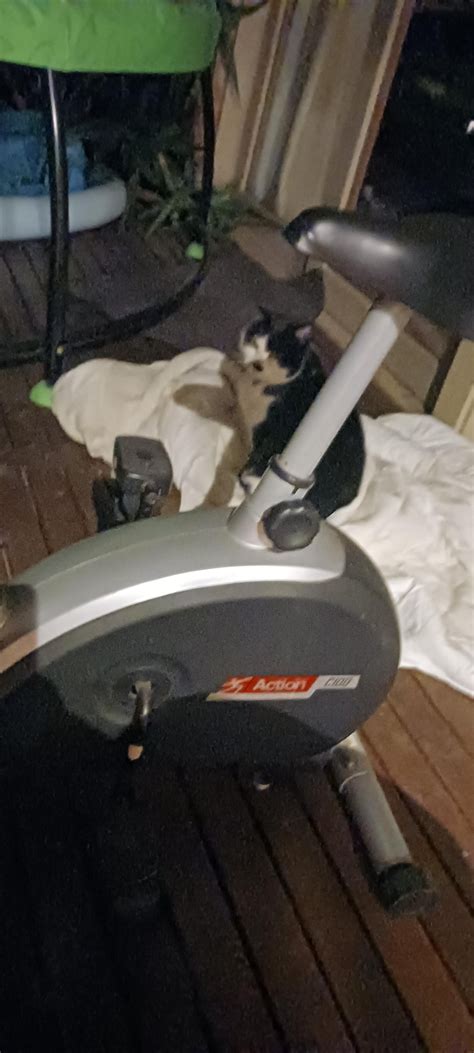 why did my cat try to nip me r cats