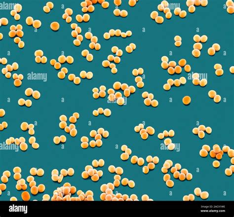 Staphylococcus Epidermidis Bacteria Coloured Scanning Electron
