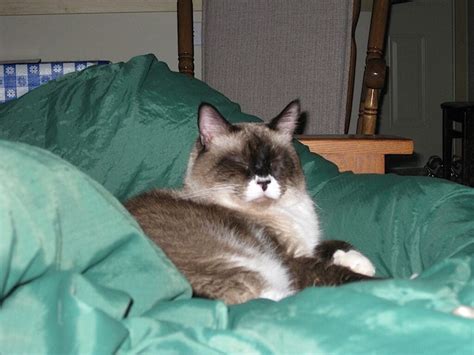 Lowrys Story Cat Adoption Team