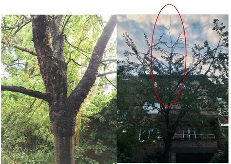 Was Ist Das Problem Von Diesem Baum Ein Ast Ist Schon Gestorben