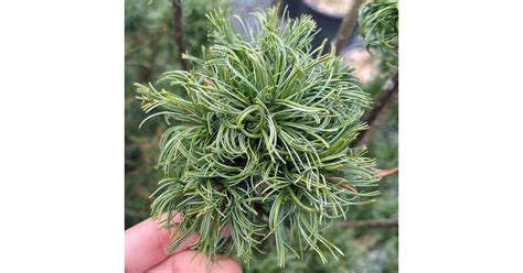 Pinus Strobus Tiny Kurls Selyemfenyő