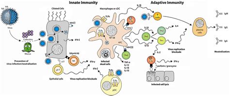 Immunity During Influenza Virus Infection The Innate Immune System