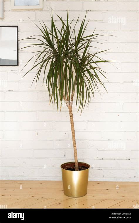 Dracaena Marginata Tricolor Or Madagascar Dragon Tree Beautiful