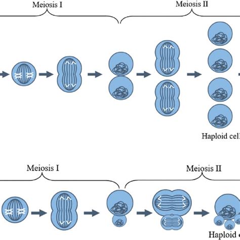 Pdf Bioinformatics A Practical Guide To Ncbi Databases And Sequence