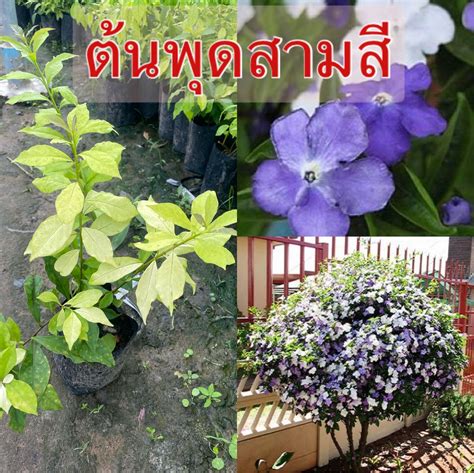 ต้นพุดสามสี ปลูกง่ายดูแลง่าย ชอบแดด ออกดอกทั้งปี ดอกมีกลิ่นหอม พันธุ์