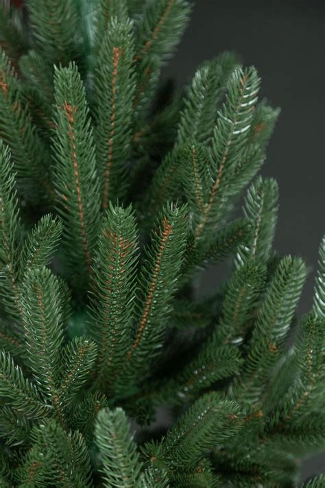 ᐉ Ялинка лита Sigagroup Віденська 2 10 м Зелений Sg2984840012097 • Краща ціна в Києві Україні