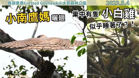 20230504 南大安小南鷹媽曬翅巢中有隻小白雞似乎睡著了大安森林公園鳳頭蒼鷹Crested Goshawk YouTube