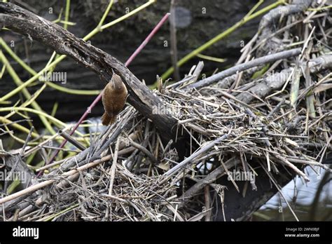 Back View Of Winter Wren Troglodytes Troglodytes Left Of Image Hanging On The Underside Of A