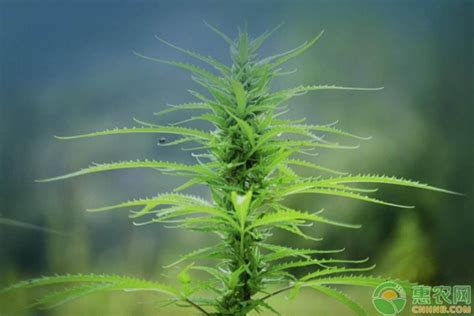 黑龙江汉麻标准化种植栽培技术详解 农技学堂 惠农网