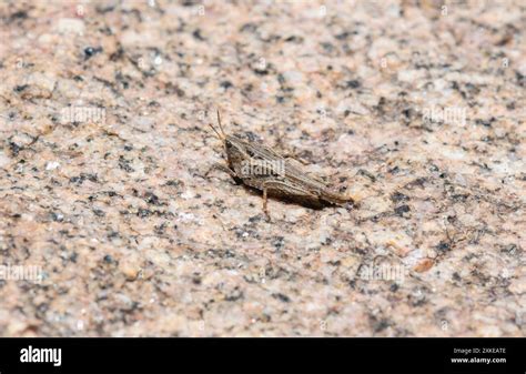 A Small Brown Tetrix Pygmy Grasshopper Perches On A Rough Textured