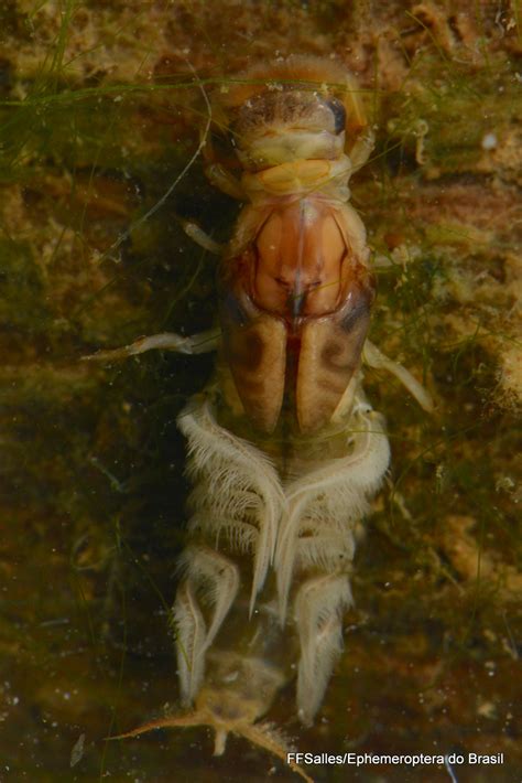 Polymitarcyidae Ephemeroptera Da América Do Sul