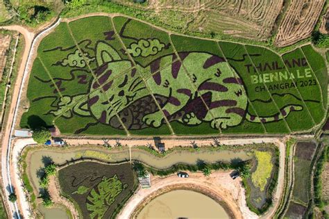 貓咪躺在稻田裡！泰農用彩虹米「種出傑作」 國際 旺得富理財網