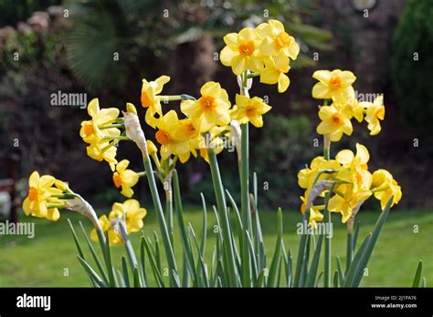 Daffodil (Narcissus) Martinette Stock Photo - Alamy