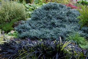 Juniperus Squamata Blue Star Plants Direct Victoria Bc