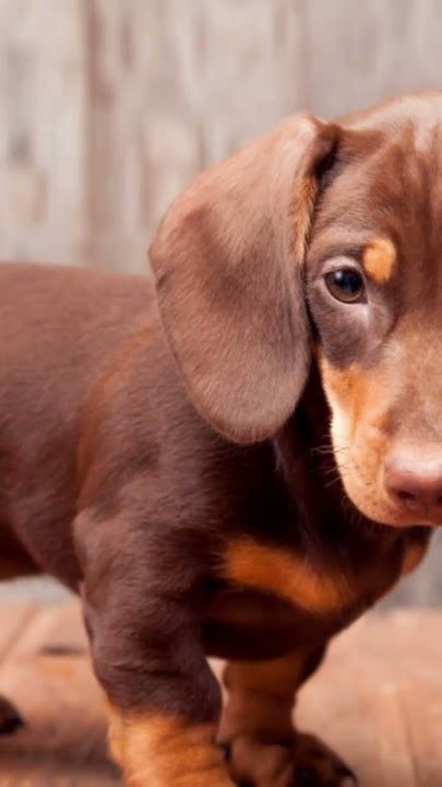 Weenier Dog😭 Youtube