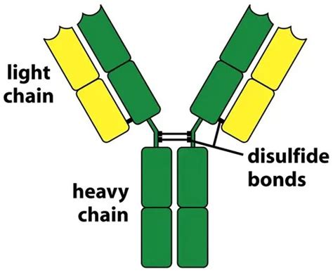 Immunoglobulins Antibodies Structure And Classes • Microbe Online