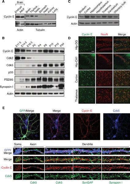 Cyclin E Expression In Postmitotic Neurons A Cyclin E Levels Were