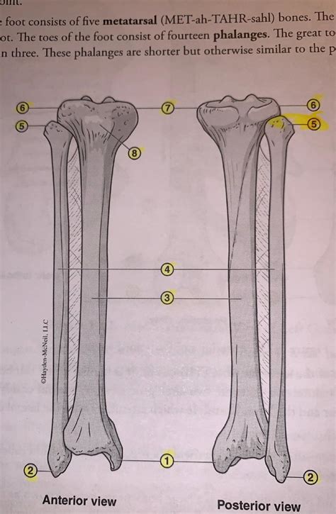 Tibia And Fibula Diagram Quizlet