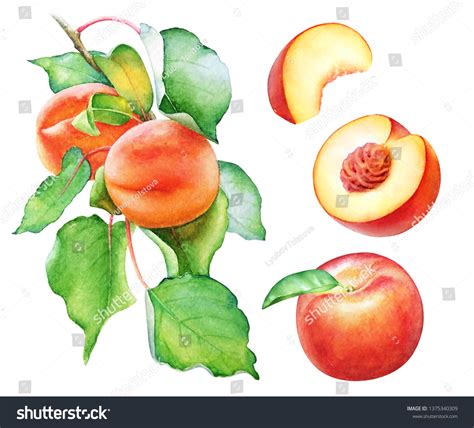 桃の木 19 904点を超えるロイヤリティフリーでライセンス可能なイラスト素材とスケッチ Shutterstock