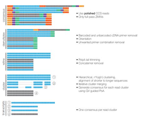 Click Here If You Want To Look At The Entire Iso Seq Workflow On Pacbio