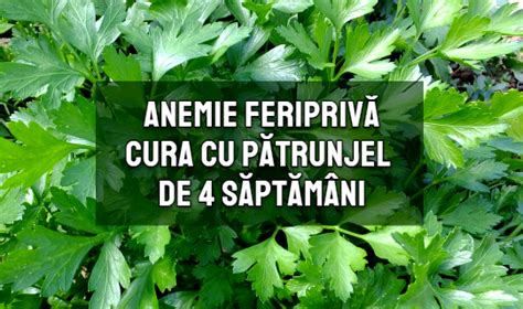 Anemie Feripriva Faceti O Cura De 4 Saptamani Cu Patrunjel Lataifas