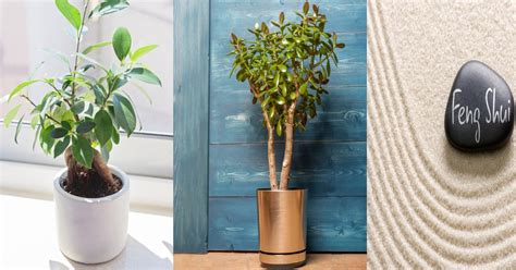 Plantas Para Atraer La Abundancia El Dinero Y La Prosperidad Según El