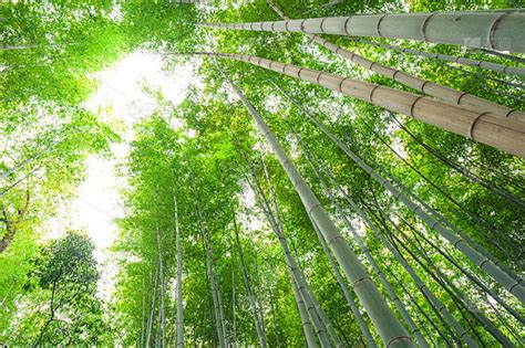 日本京都岚山的竹林