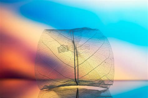 梦幻背景下的叶脉高清图片下载 正版图片500293739 摄图网