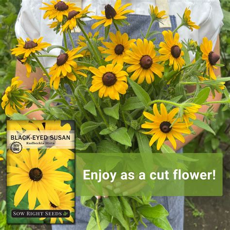 Black Eyed Susan Seeds For Planting Perennial Favorite Sow Right Seeds