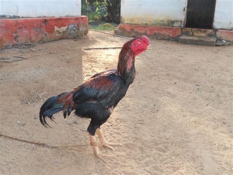 Sathineni Indian Rooster