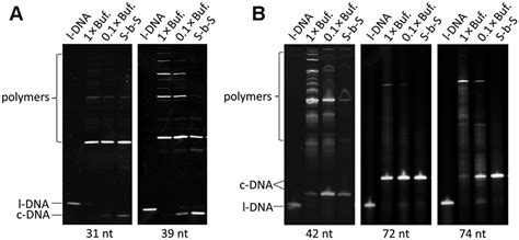 Step By Step Cyclization Of L Dna A Schematic View Of The Method