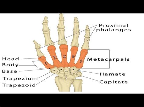 Carpometacarpal Joint