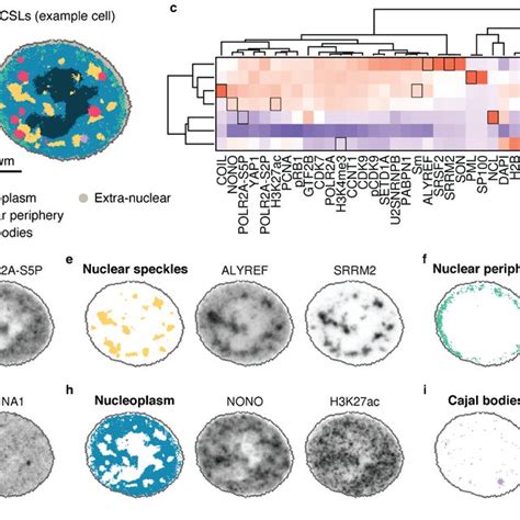 consistent subcellular landmarks represent known subnuclear structures
