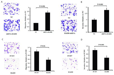 The Effect Of Hadh Knockdown And Overexpression On Mkn45 Migration And