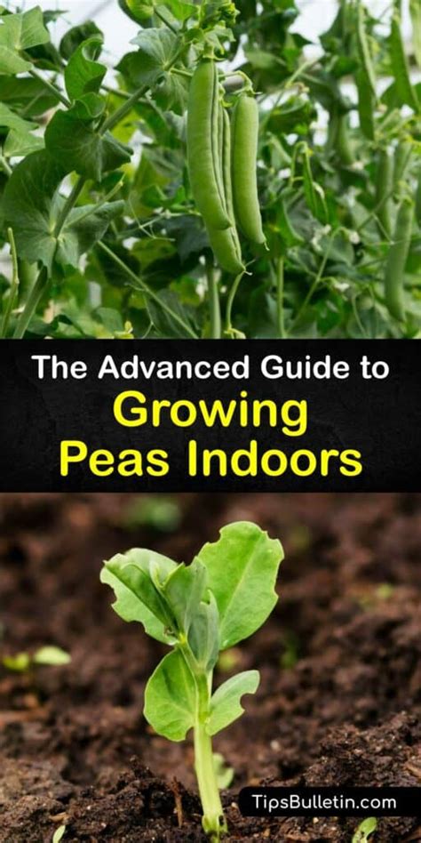 Growing Peas Inside Clever Guide For Planting Peas Indoors