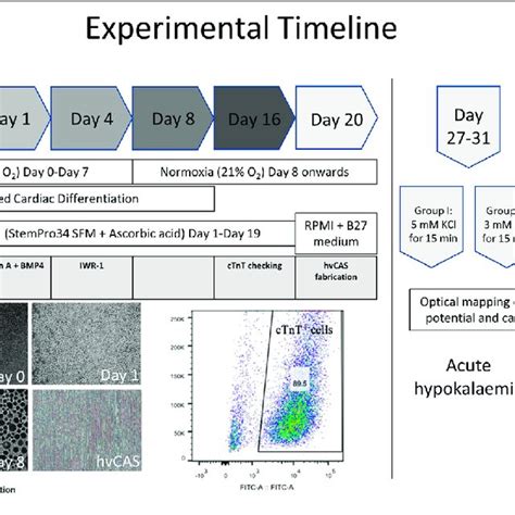 Experimental Timeline From Human Pluripotent Stem Cell Seeding Their