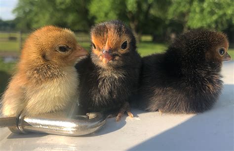Serama Chicken Small In Size Big In Boldness Chicken Fans