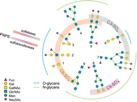 New Publication In Microbial Cell Factories On Sulfated N Glycans Glyxera