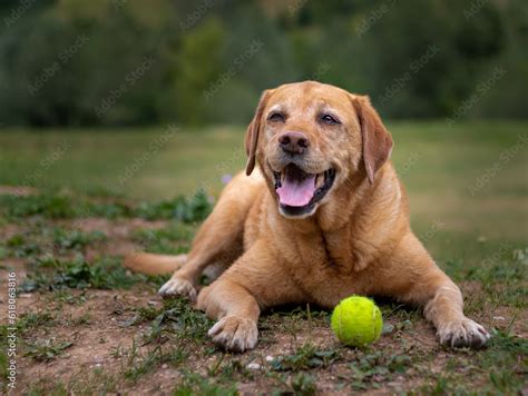 Cute Senior Fox Red Labrador Retriever Posing Laying On The Grass