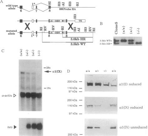 Homologous Recombination At The Col9al Locus A Structure Of The