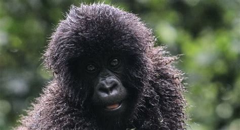 Days DR Congo Safari Tour Hiking Nyiragongo Volcano Mountain Gorilla Trekking Safari Tour
