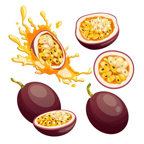 Maracuyá Comida Fresca Conjunto Dibujos Animados Vector Ilustración